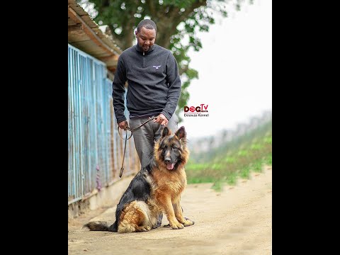 How Pedigree Dog breeding is a real deal and we love it.DESOUZA KENNEL ...