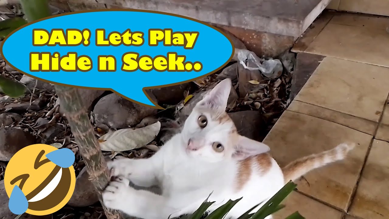 Funny Playful Kitten Never Failed Us To Fail II CUTE CATS ASMR LOL ...