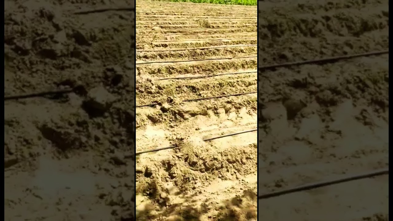 Drip Irrigation System l Drip Irrigation Working Model #agriwithdkc # ...