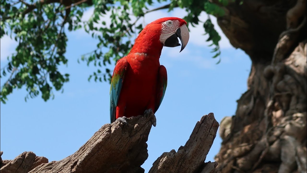 Animal Encounters: Winged Encounters – The Kingdom Takes Flight Full ...