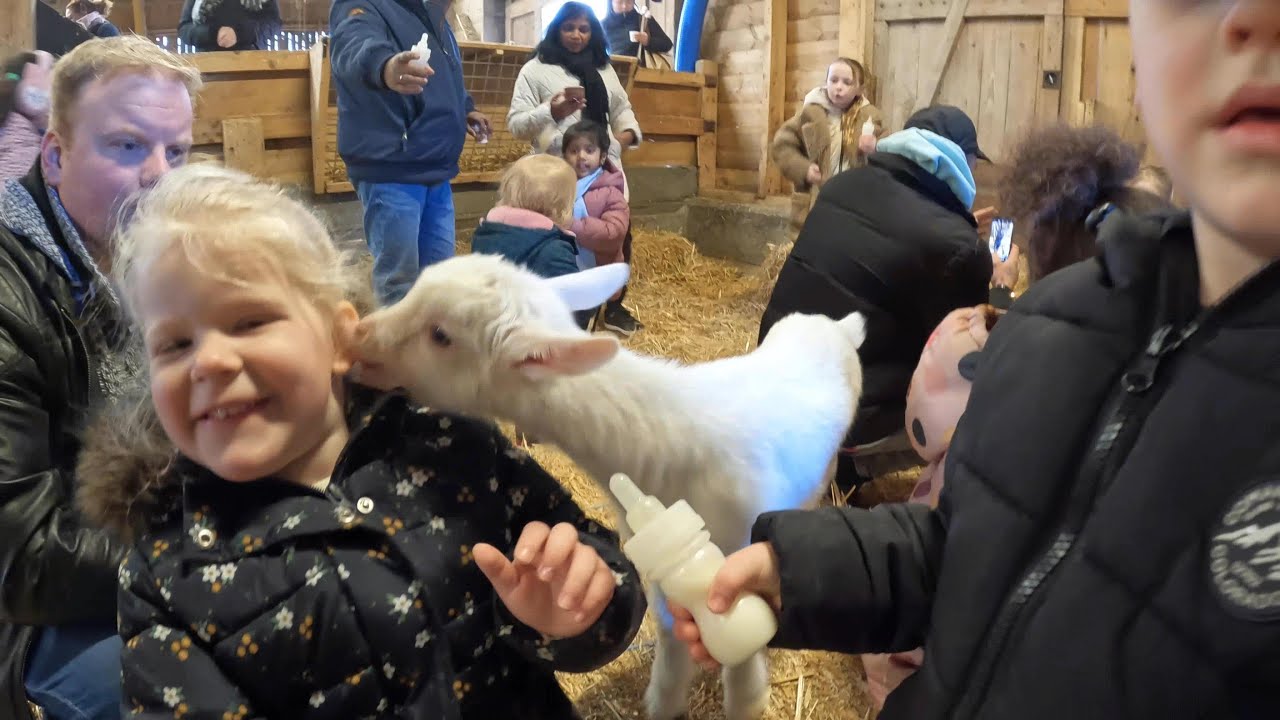 a day out at the traditional Dutch goat farm ,t Geertje and a visit to ...