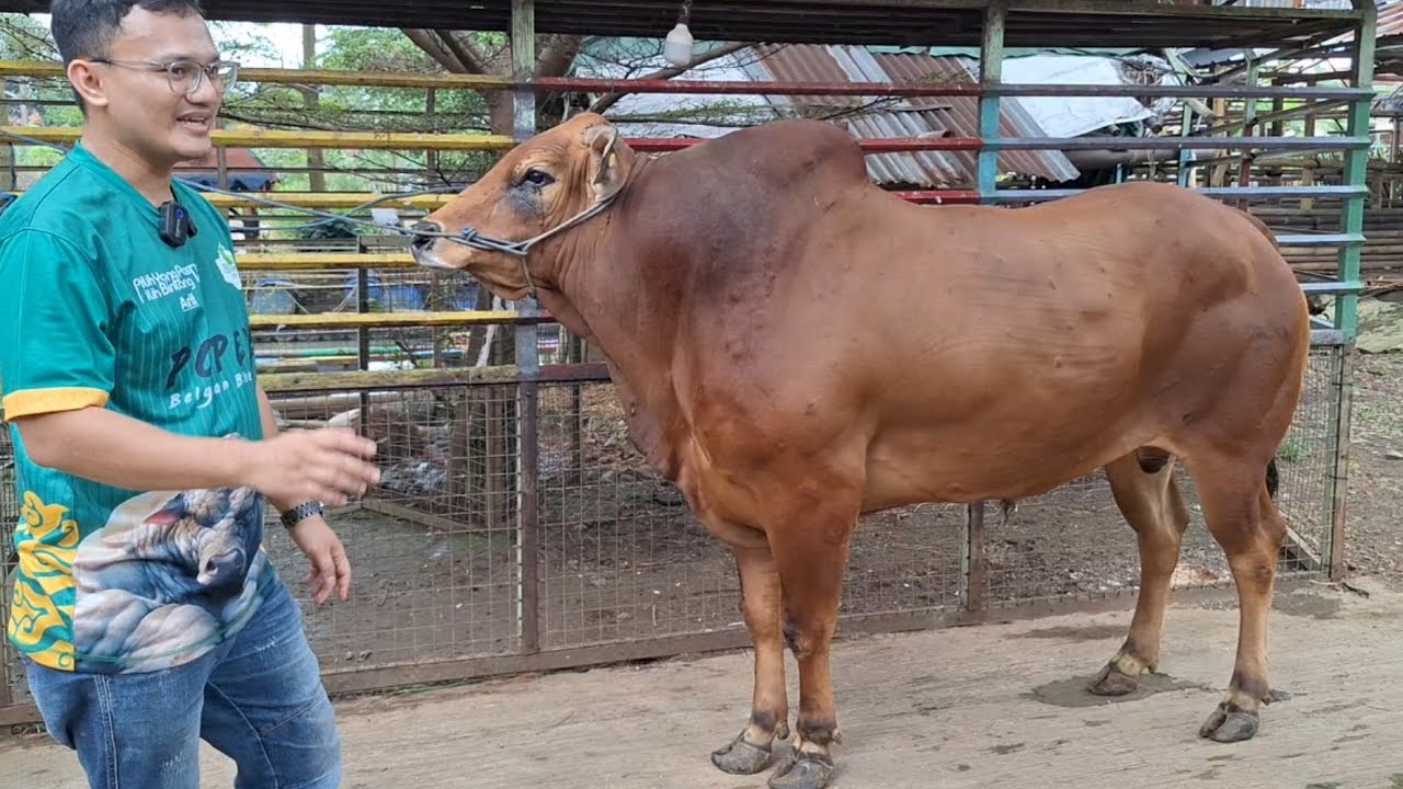 SAPI UNGGULAN UNTUK QURBAN JENIS SAPI MADURA DAN BALI LANGKA BEROTOT ‼️ ...