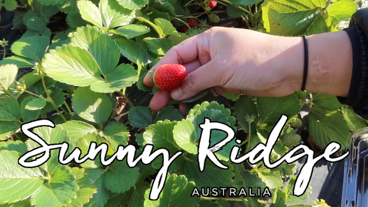 Sunny Ridge Strawberry Farm VICTORIA AUSTRALIA - YouTube