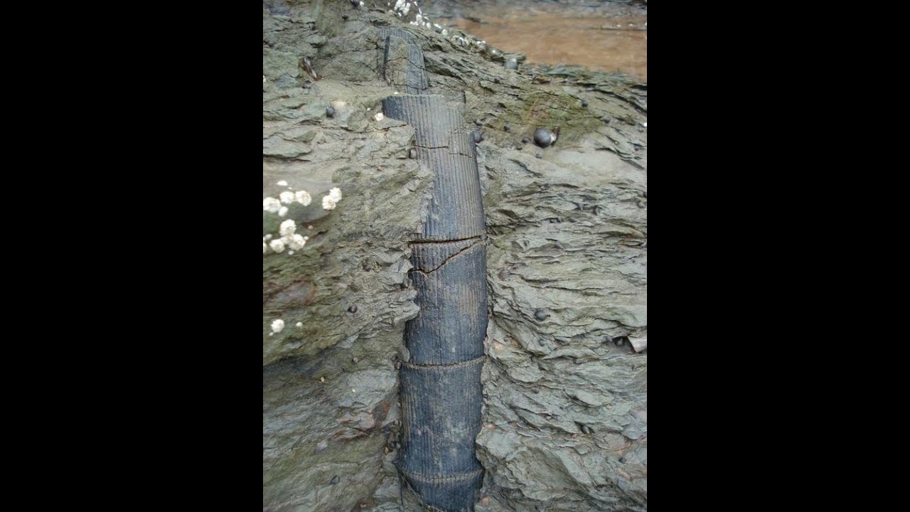 Giant Hairs or Trees or Sediment...Myron Cook and Roger Spurr Discuss ...