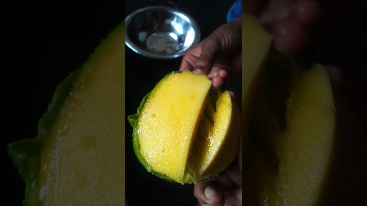 Top mangoes, There must be greed! Look at the broken mango - YouTube