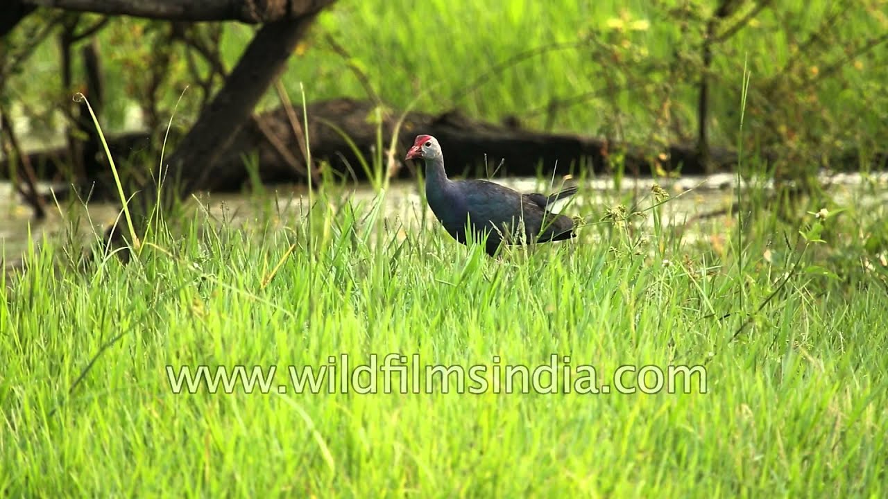 Purple moorhen in India - YouTube
