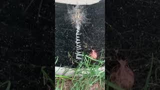 Garden Spider