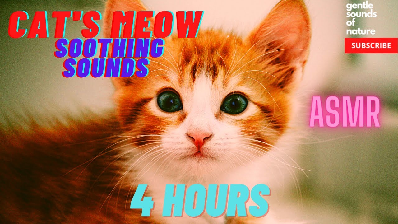 Cat's Meow (4 hours) - YouTube