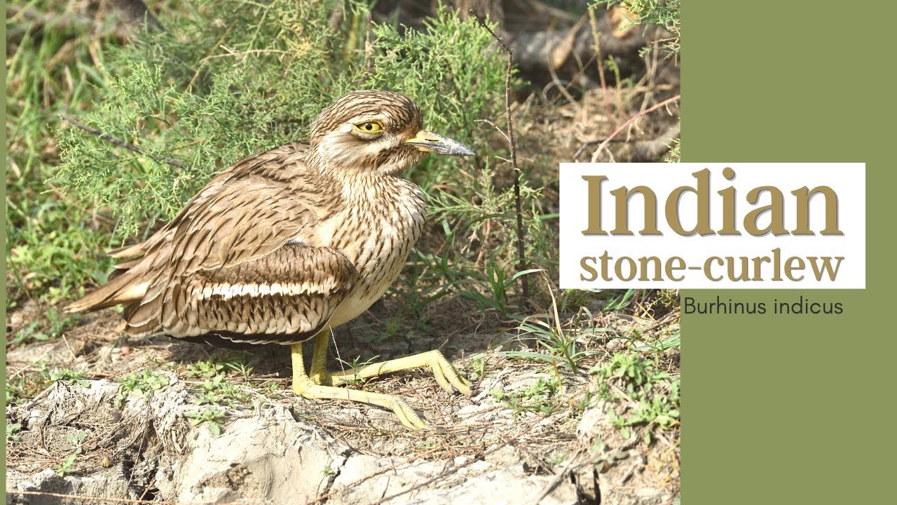 Indian Stone-curlew - Burhinus indicus... also known as Thick-knees # ...