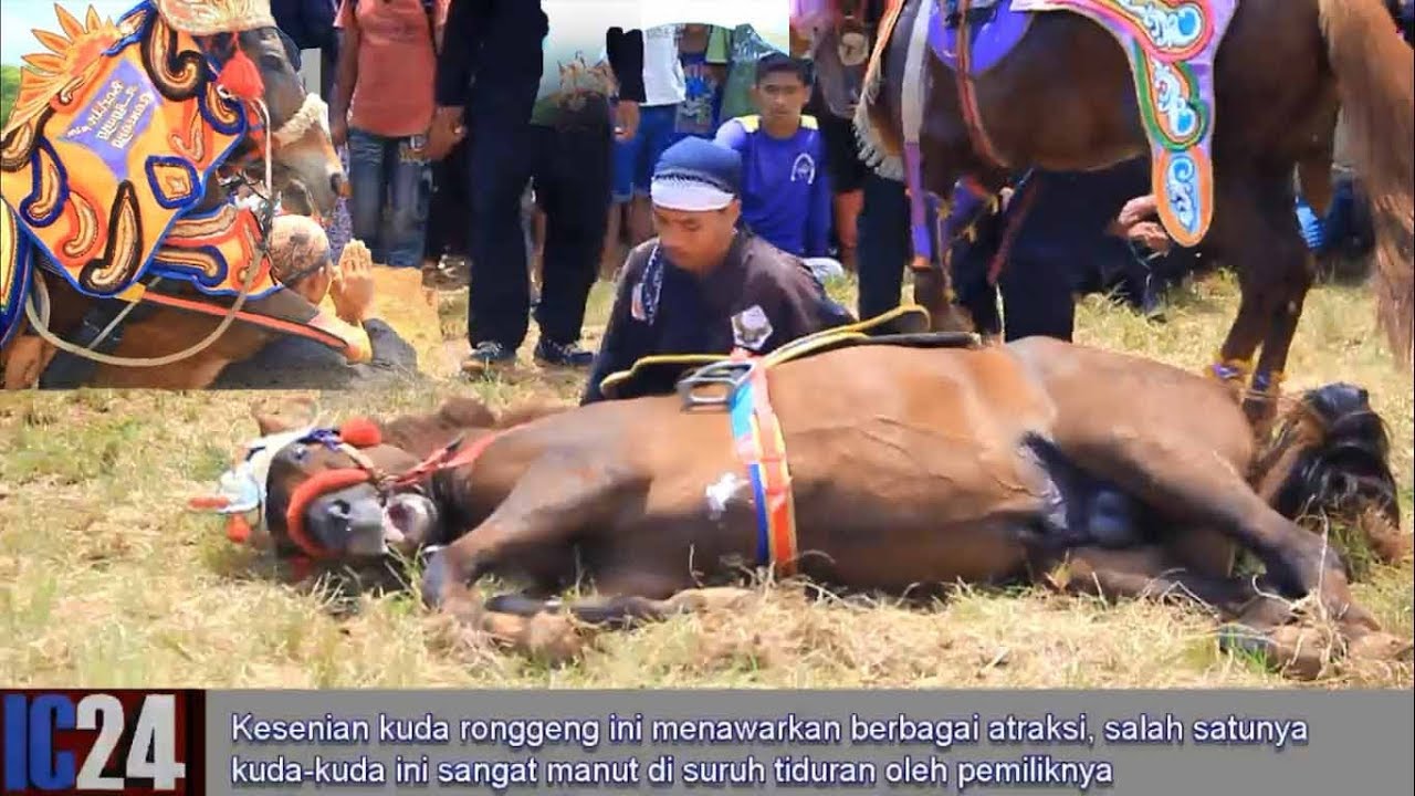 Kuda ini pura-pura mati, Saat Tampil Di Kesenian Kuda Ronggeng - YouTube