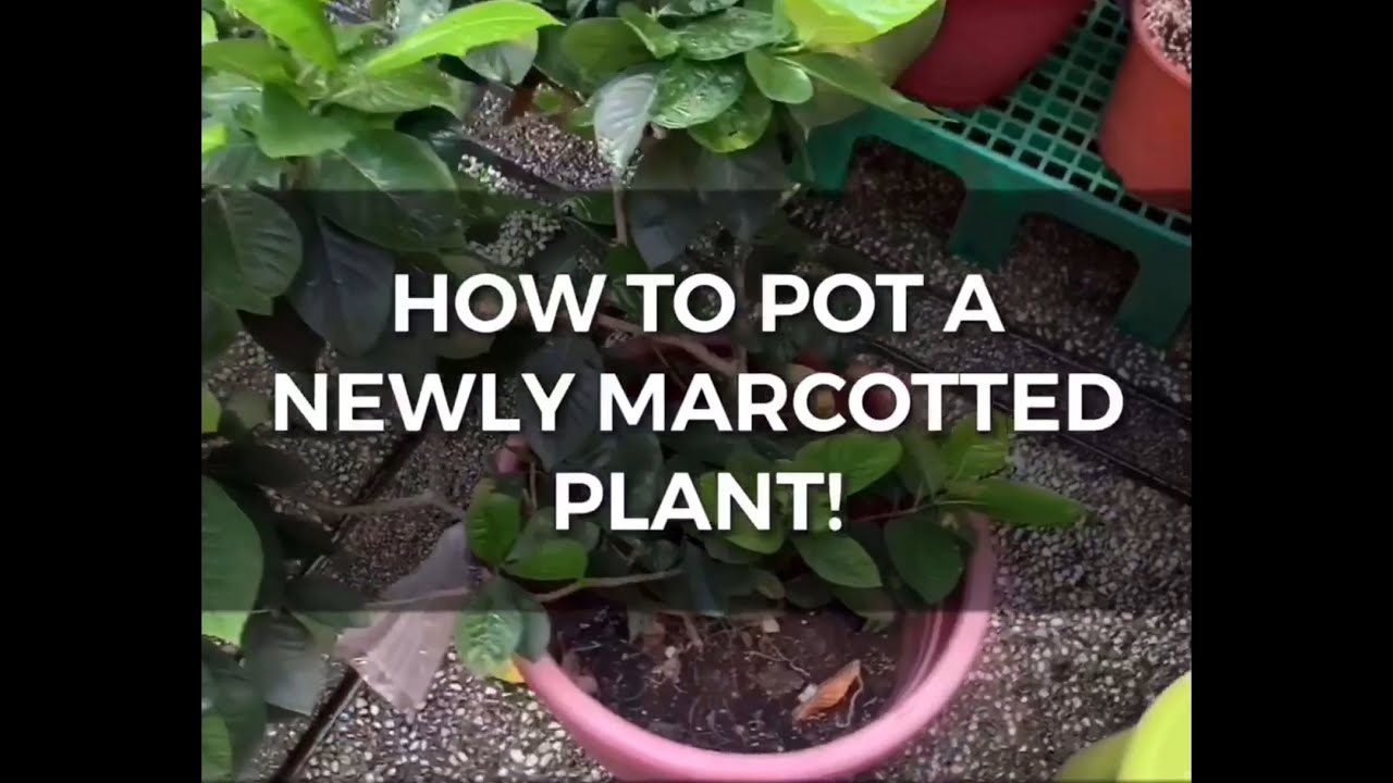 How to POT a Marcot | pootsplants - YouTube
