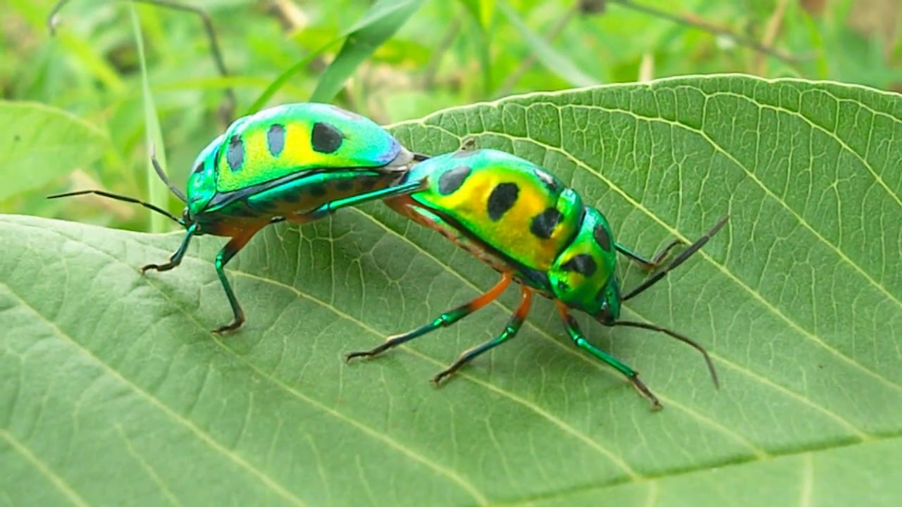 How do beetles mate? | Jewel bug Facts - YouTube