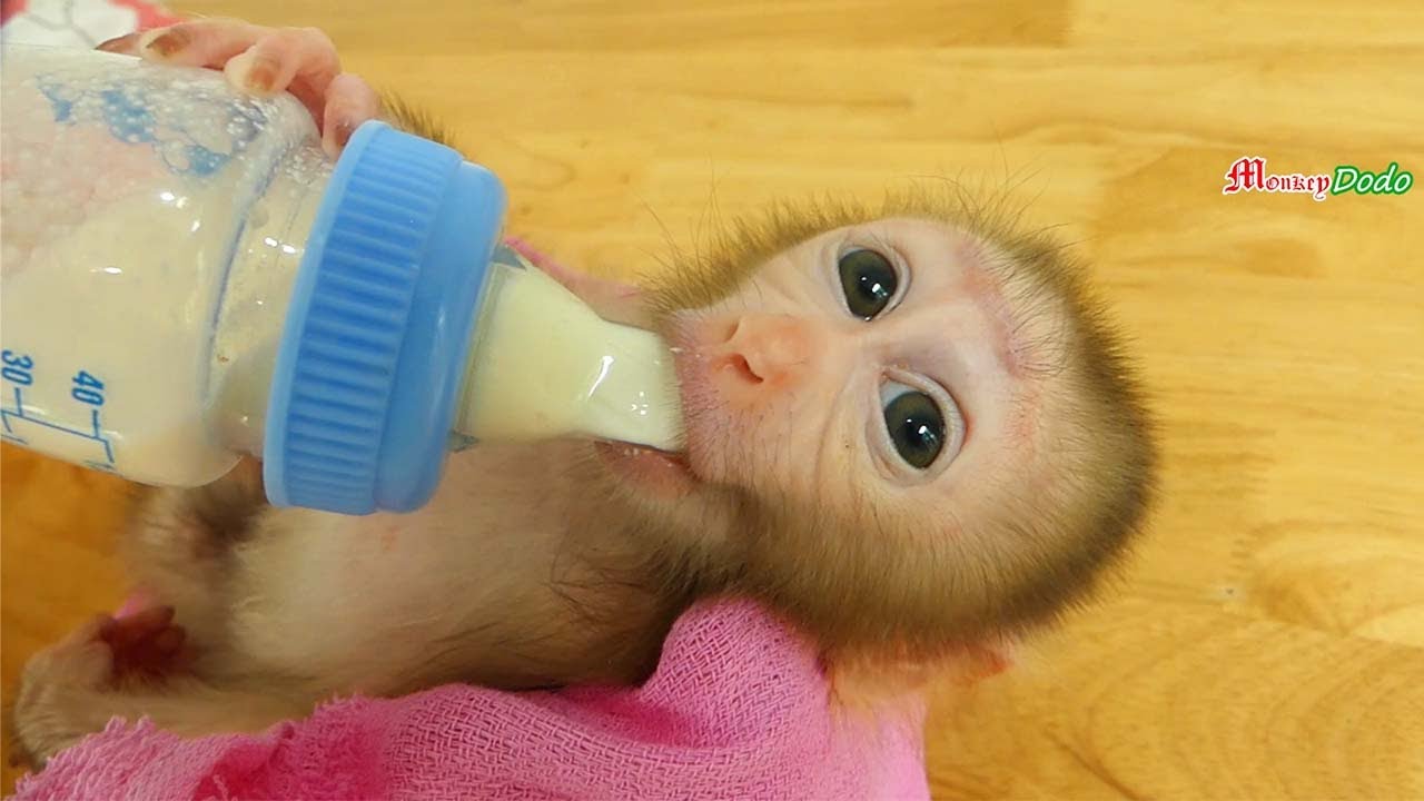 Most Cutest & Adorable Shusy So Calming While Got Milk, Shusy Hungry ...