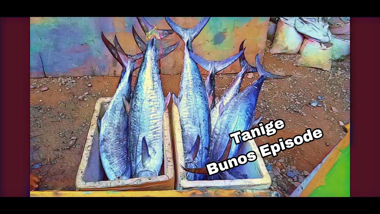 EP-49 | PAG DADAING | TANIGE | randy fishing vlog | ALICIA ZAMBOANGA ...