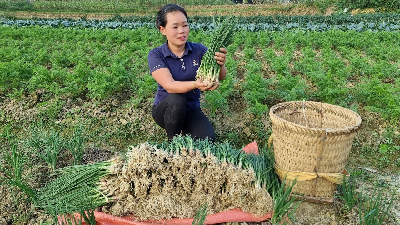 Harvesting Scallion Garden Goes to market sell | Cooking - Building a ...