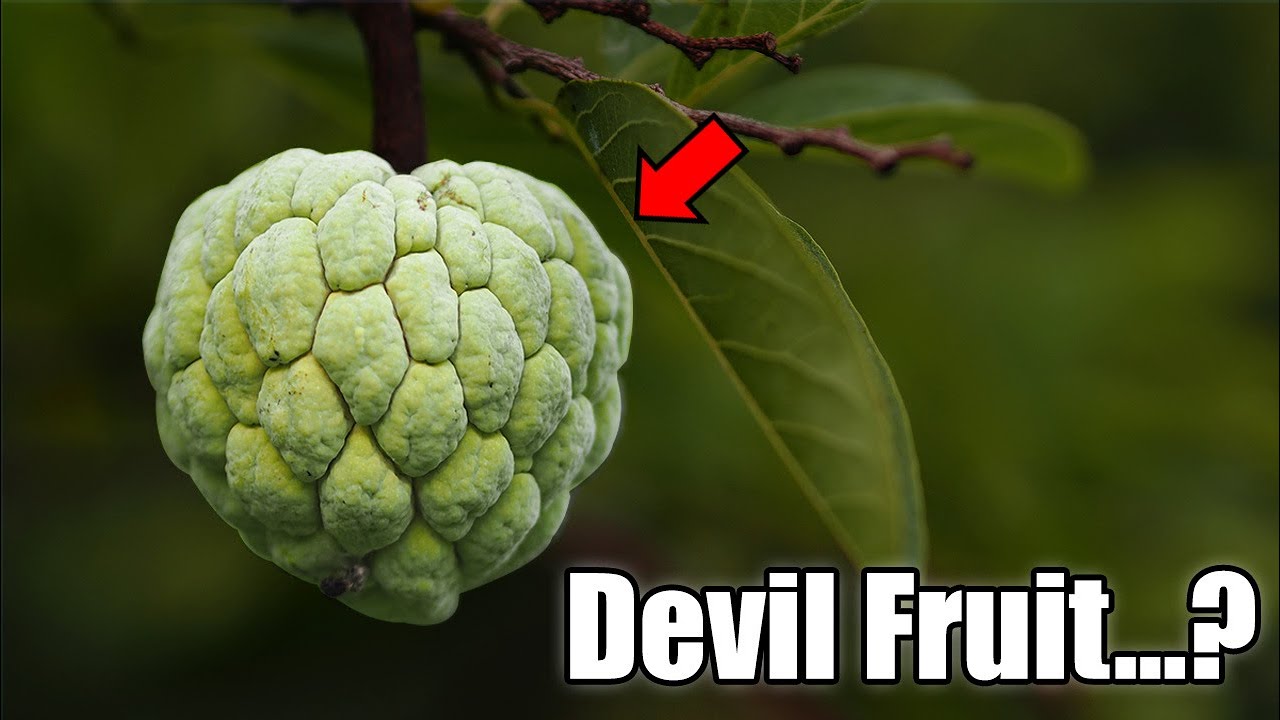 One of the Most Sweetest Fruit in the World - Sugar Apple Dissection ...