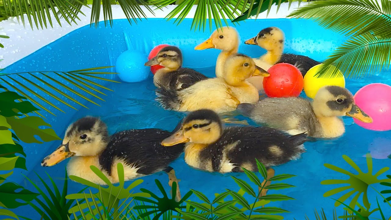 Colorful Balls, Baby Duck, Ducklings, Kids Pool - YouTube