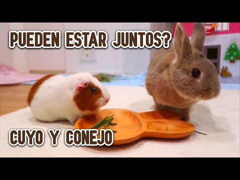 CONEJO y CUYO JUNTOS