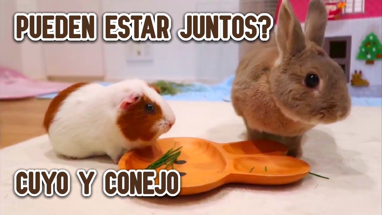 CONEJO y CUYO JUNTOS - YouTube