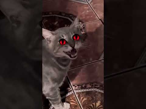 Cry of the cat goosebumps revenge of the living dummy promo - YouTube