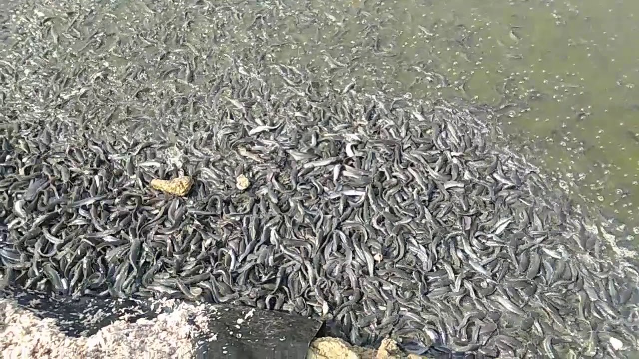 Cat fish farming - YouTube