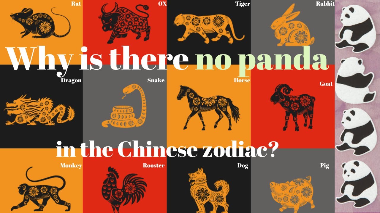 Why no panda in the Chinese zodiac?| Psychocat tells the story of the ...