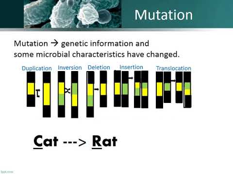 microbial adaptation - YouTube