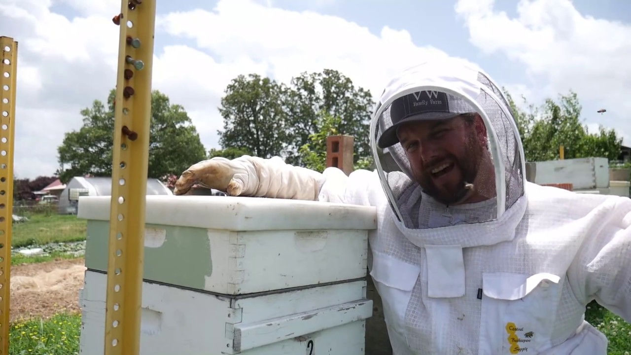 How to Fix a Laying Worker Hive - YouTube