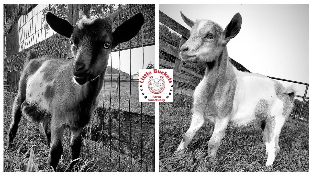 Our baby goats Tater & Tot are LIVE Sunday night at Little Buckets Farm ...