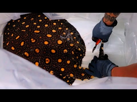 STINGRAYS have HUGE SPIKES - YouTube