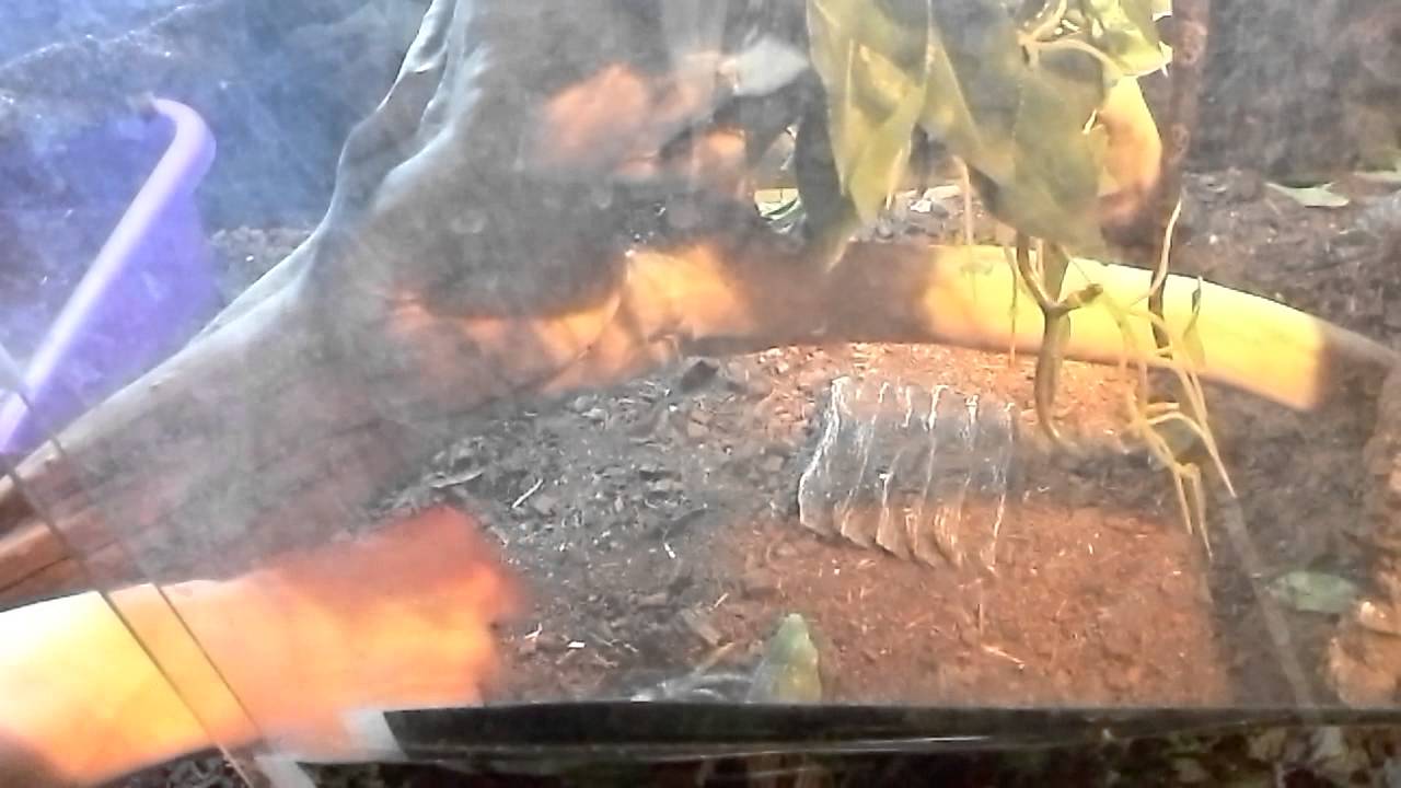 Green basilisk eating chicken - YouTube