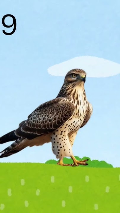 Can You Identify These Birds? Give It A Try June 11, 2024 - YouTube