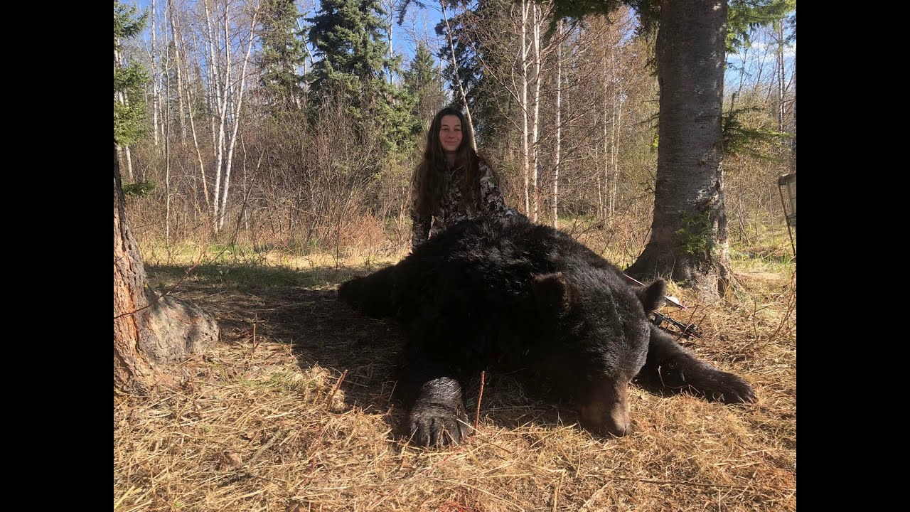 Pope and Young Spring Bear hunt. Saskatchewan, CA. Female bowhunter ...