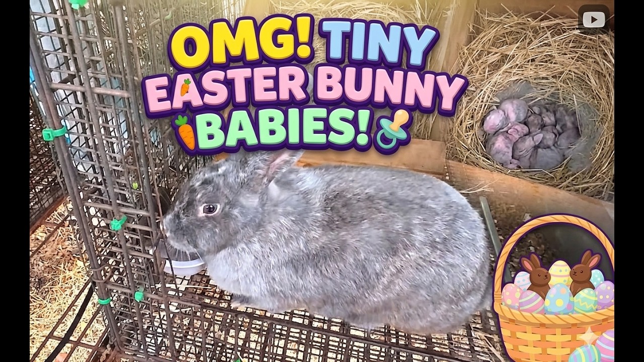 Tamuk Baby Rabbits Everywhere! - YouTube