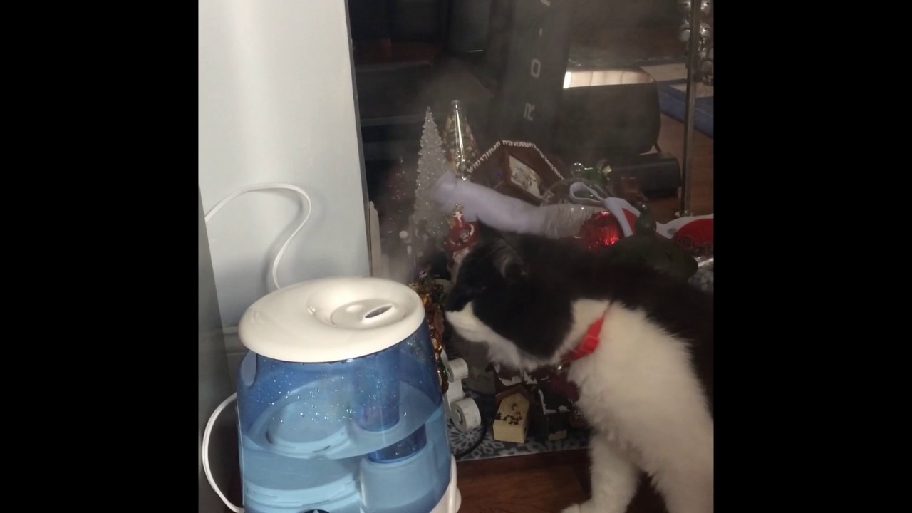 Jojo vs. Humidifier - YouTube
