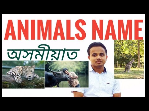 Animals Name//Animals name in Assamese//By Manuj Gogoi - YouTube
