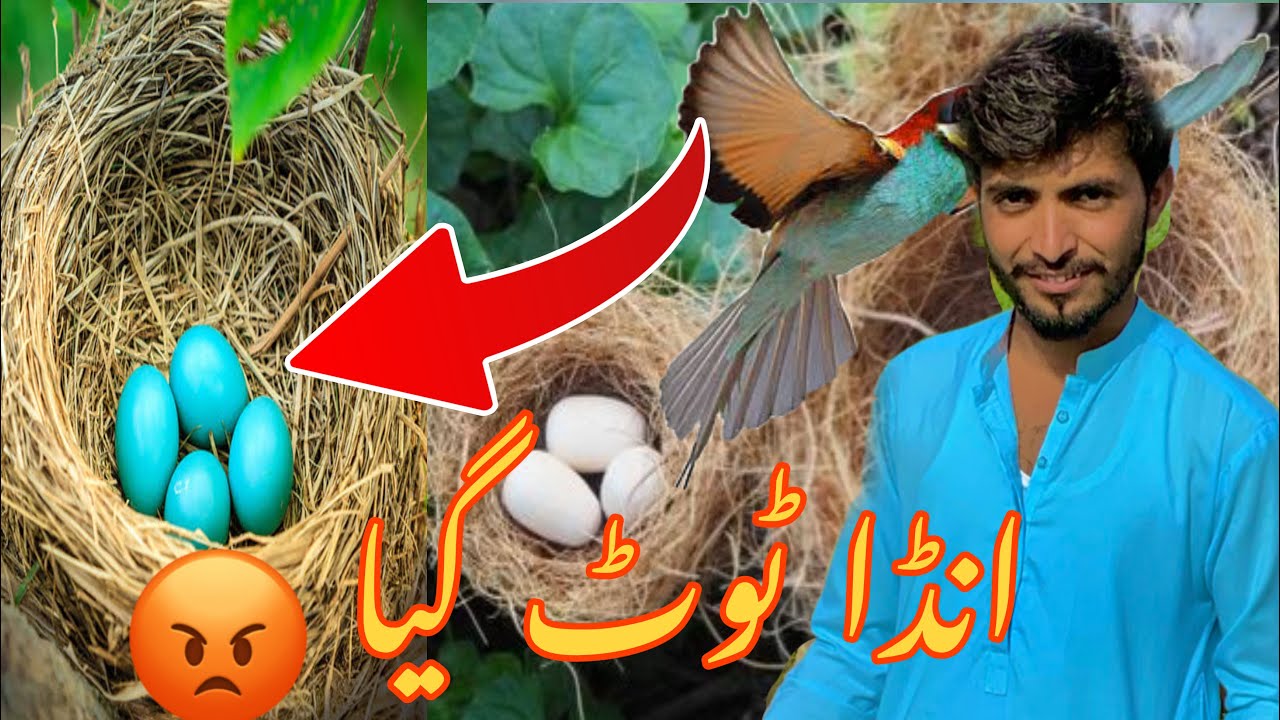 Gaon me parinda vlog || little bird nest || birds in village || pakhi ...