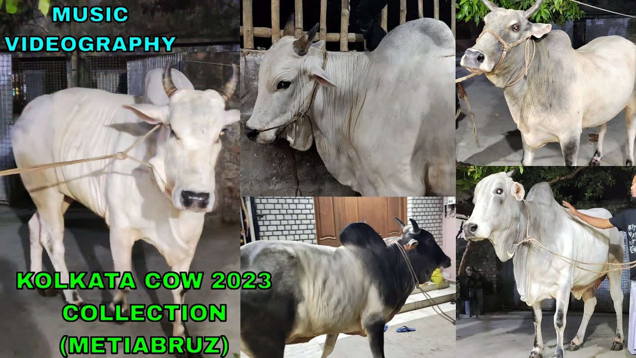 2023 COWS COLLECTION IN METIABRUZ(CINEMATOGRAPHY VIDEO) || WASIM CATTLE ...