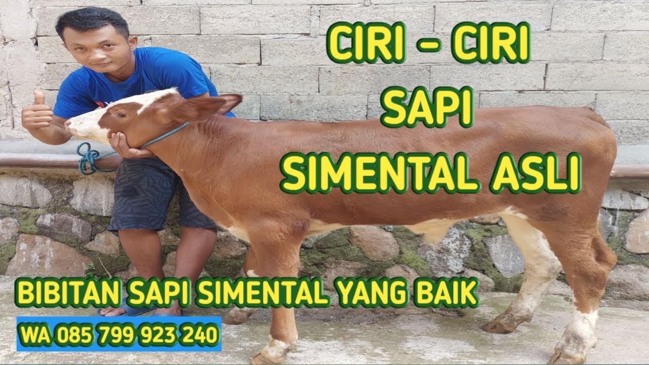 CIRI-CIRI SAPI SIMENTAL ASLI | BIBITAN SAPI SIMENTAL YANG BAGUS - YouTube