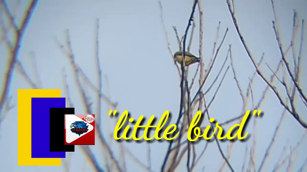 LIHAT burung kecil di RANTING POHON - YouTube