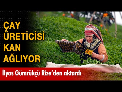 Çay üreticisinin sorunları neler? | Rize Ziraat Odası Bşk. Bünyamin Aslan ve çay üreticileri anlattı