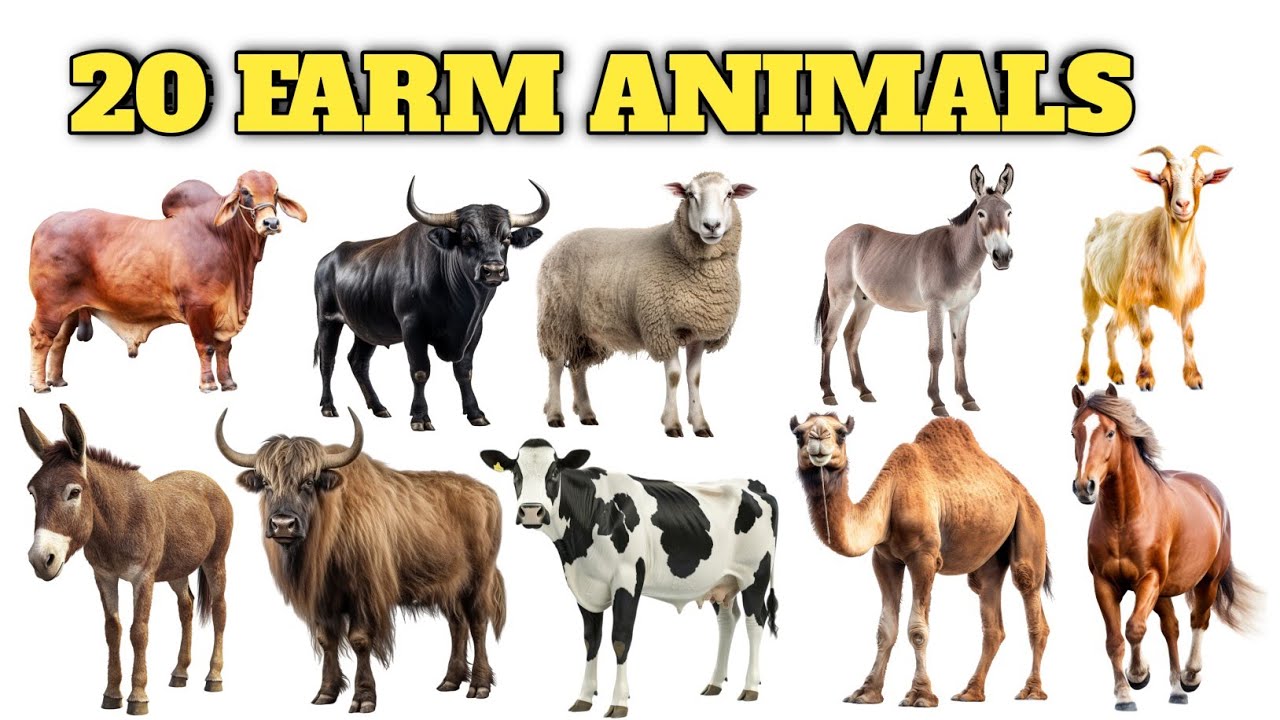 20 खेत के जानवर के नाम | Farm Animals Name in Hindi & English | Kids ...