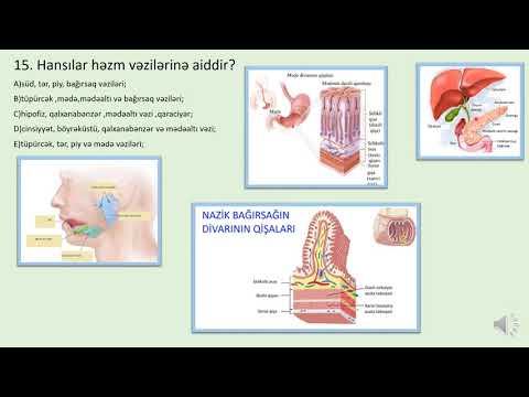 HƏZM SİSTEMİNƏ AİD TESTLƏR