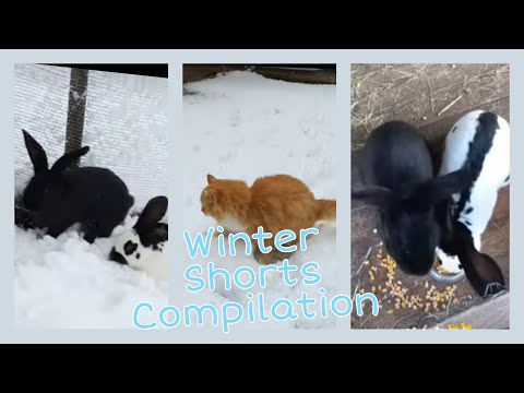 Winter Shorts Compilation!!! ❄☃ | STKS #STKS #SunnyToffiKeksSammy