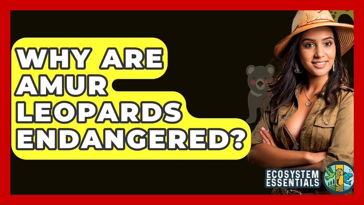 Why Are Amur Leopards Endangered? - Ecosystem Essentials - YouTube