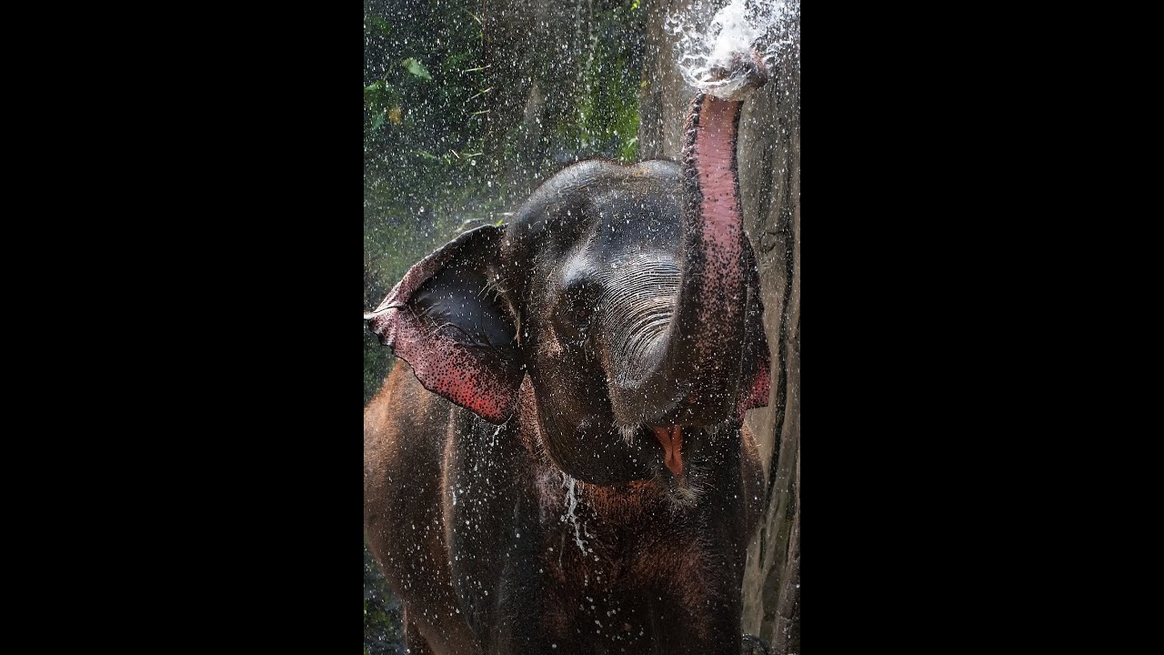 Elephant Trumpeting - YouTube