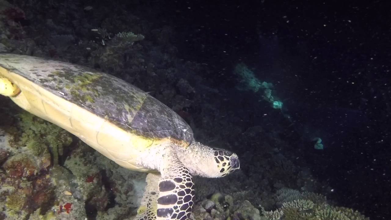 Maldives - Night Dive - YouTube