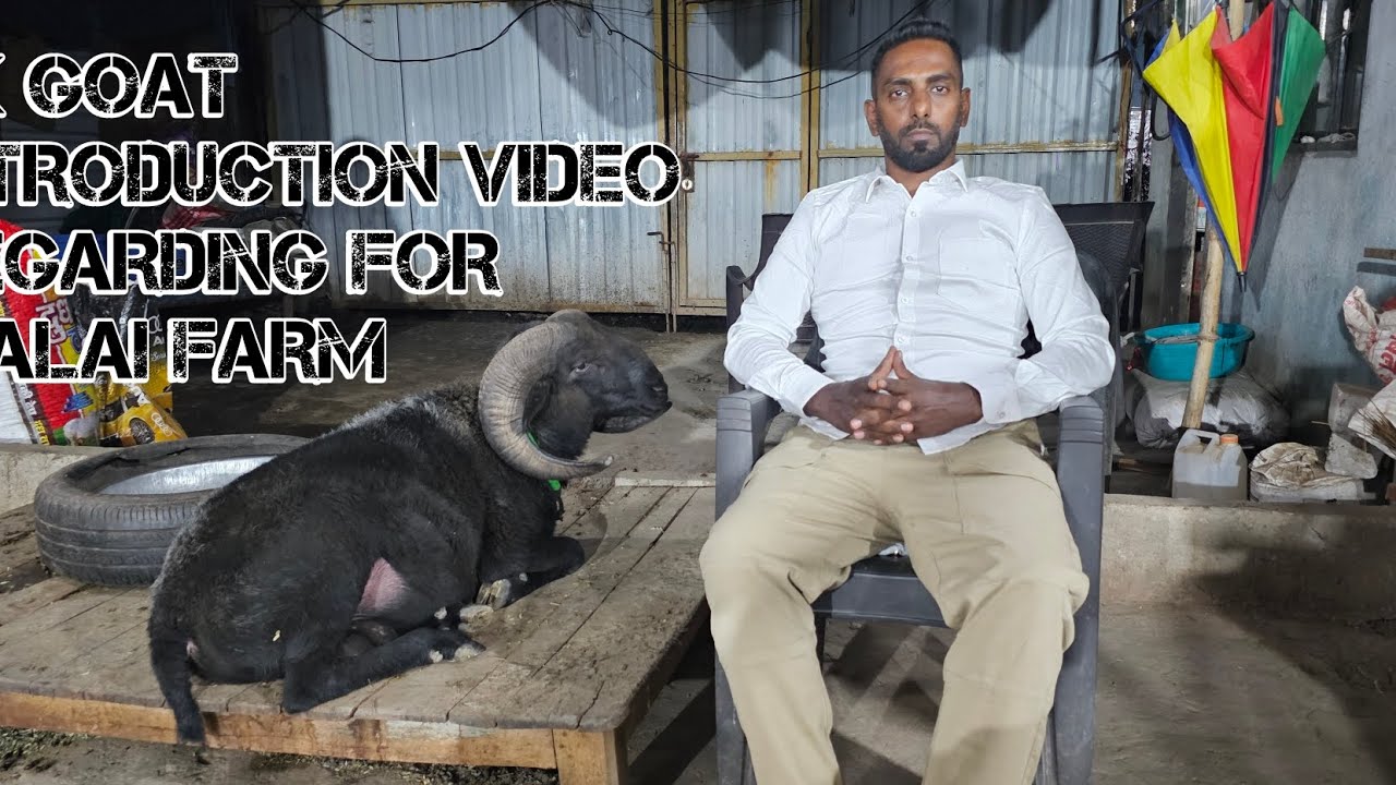 YK GOATS INTRODUCTION VIDEO FOR PALAI FARM/MUST WATCH THIS VIDEO - YouTube