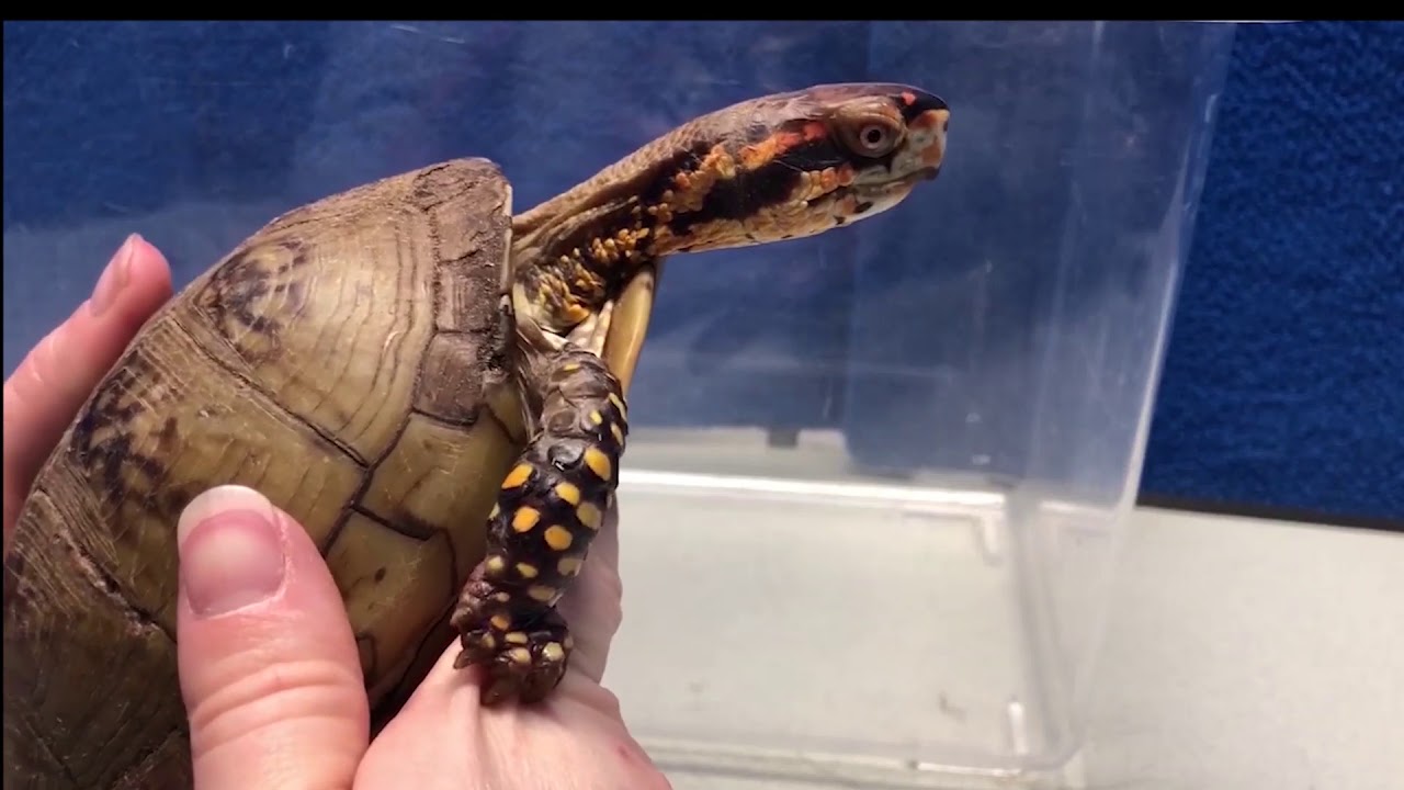 Let's Talk Turtles - YouTube