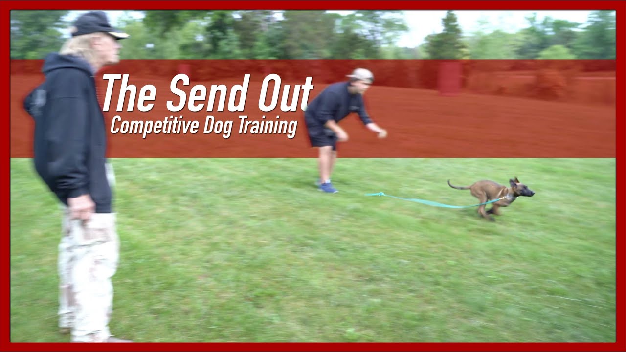 How to Teach Your Dog the Send Out Command - YouTube
